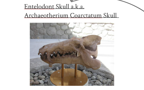 Entelodont Skull by Etir Derpitroll Name: Ashwin I on Prezi