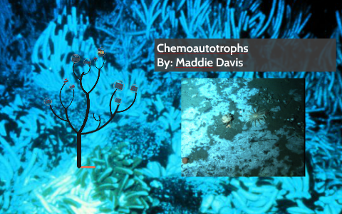 Chemoautotrophs by on Prezi