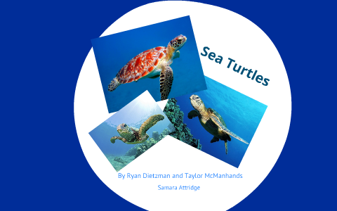 Sea Turtles a Keystone Species by Ryan Dietzman on Prezi