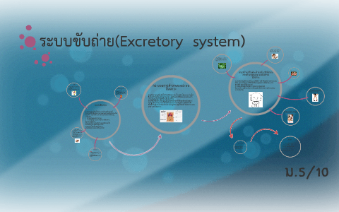 ระบบขับถ่าย(Excretory system) by Five Ten on Prezi