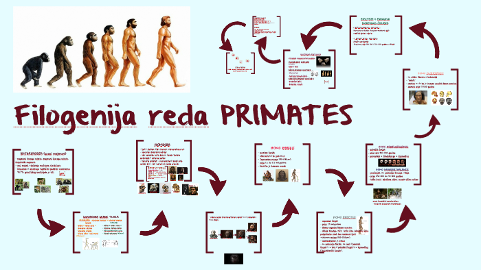 Filogenija reda Primates by Tarik Alić on Prezi