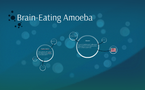 Brain-Eating Amoeba by kayla funke on Prezi