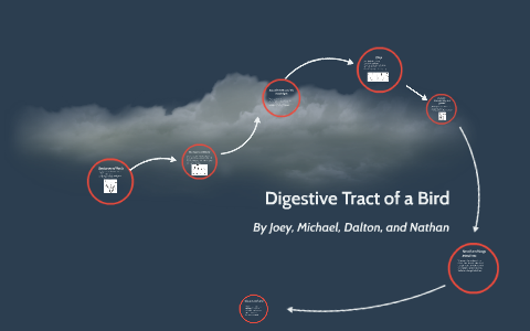 Digestive Track of a Bird by Joey Labosky on Prezi