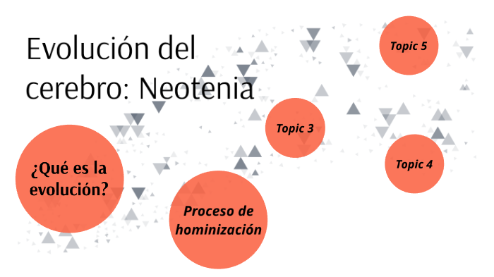 evolución del cerebro: neotenia by camila mosca on Prezi