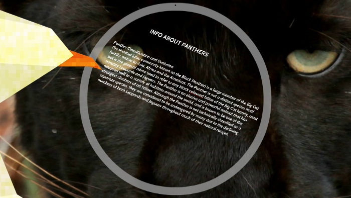 Panther Classification and Evolution by artquon hall on Prezi