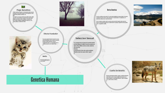 Flujo Genético by andres cubillos on Prezi