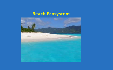 Beach Ecosystem by oscar perez on Prezi