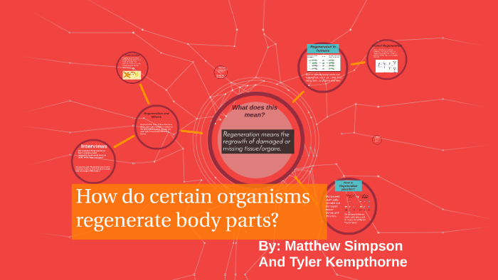 How do certain organisms regenerate body parts? by matt simpson on Prezi