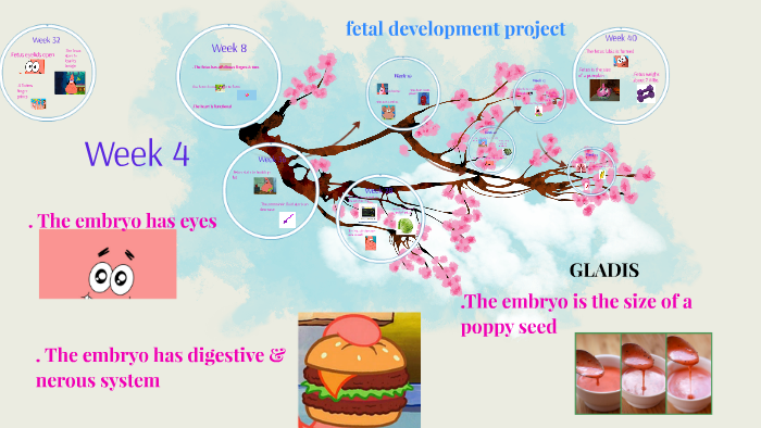 fetal development project by Gladis Beatriz on Prezi