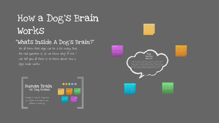 How A Dog's Brain Works by Braelyn Potter on Prezi
