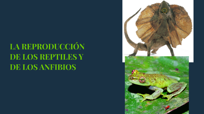 LA REPRODUCCIÓN DE LOS REPTILES Y DE LOS ANFIBIOS by sergio ruano on Prezi