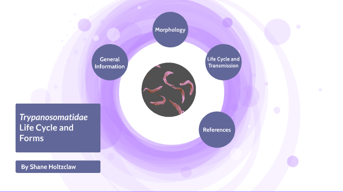 Trypanosomatidae Life Cycle and Forms by Shane Holtzclaw on Prezi