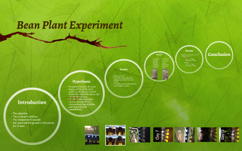 Bean Plant Experiment by Amanda Shuman on Prezi
