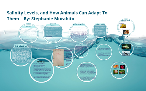 Salinity Levels, and How Animals Can Adapt To It by stephanie murabito ...
