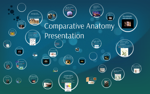 Comparative Anatomy Presentation by Gaby Manjarrez on Prezi