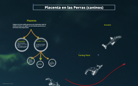 Placenta en las Perras (caninos) by Andree Obando on Prezi