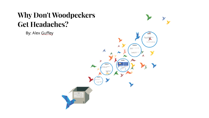 Do Woodpeckers Get Headaches? by Alex Guffey on Prezi