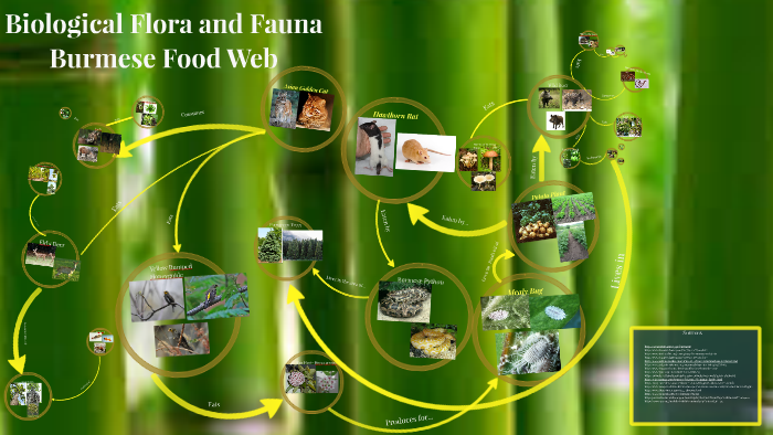 Biological Flora and Fauna Burmese Food Web Alejandro Moncada 8th ...