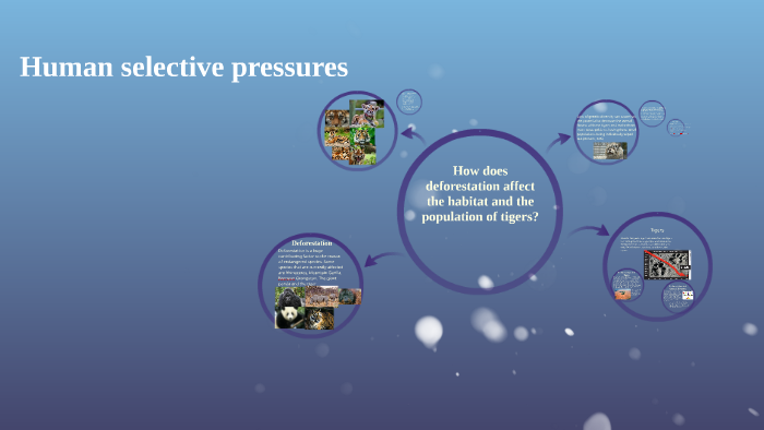 Human selective pressures by on Prezi