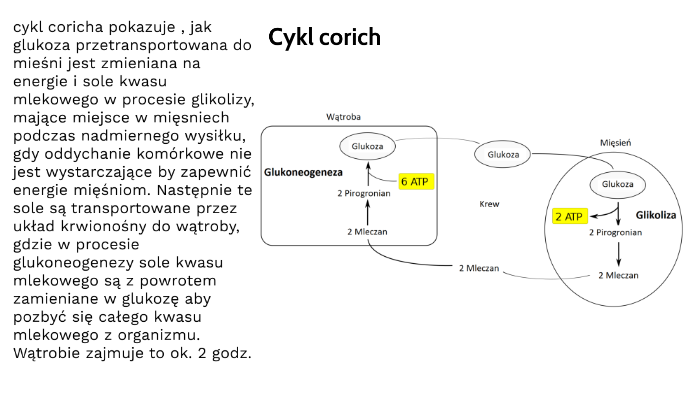 cykl cori by lechosss lechosss on Prezi