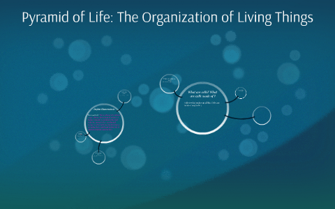Pyramid of Life: The Organization of Living Things by Caleb Pettigrew ...