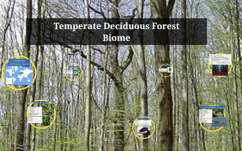 Temperate Deciduous Forest Biome by Emileigh Moore on Prezi