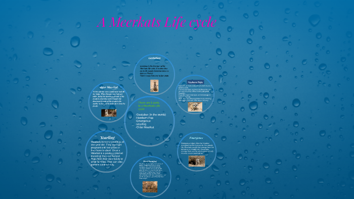 A Meercats Life cyclee by Nikki Fisher on Prezi