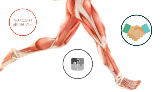 Musculos del esqueleto apendicular inferior by julian santi becerra ...