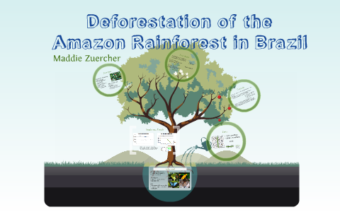 Deforestation of the Amazon Rainforest in Brazil by M Z on Prezi