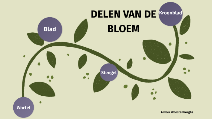 Delen van een bloem by Amber Woestenborghs on Prezi