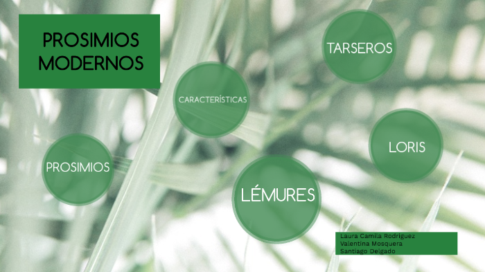 prosimios modernos by laura medina on Prezi