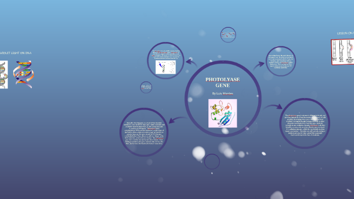 Photolyase DNA Repair Enzyme by on Prezi