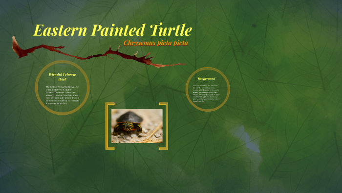 Eastern Painted Turtle by Adrian Potwin on Prezi