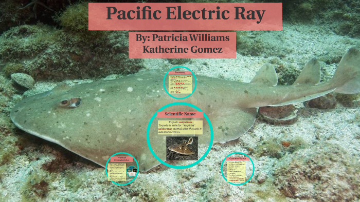 Pacific Electric Ray by Patricia williams on Prezi