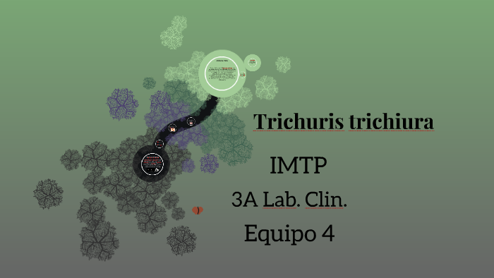 Trichuris trichiura by Alvaro Eduardo Ruacho Garcia on Prezi