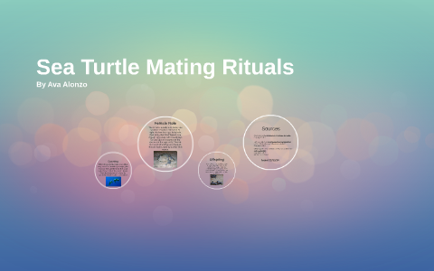 Sea Turtle Mating Rituals by ava alonzo on Prezi
