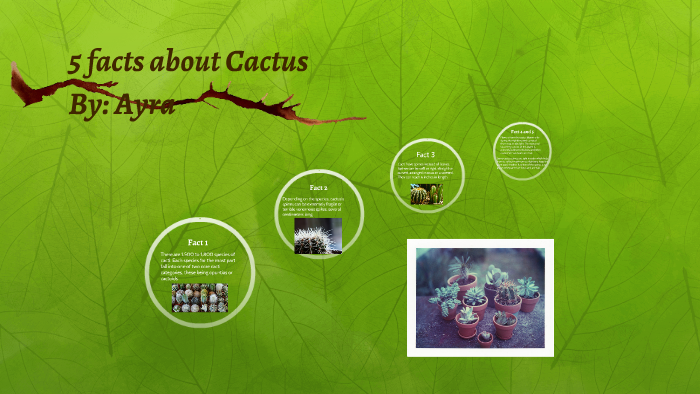 5 facts about Cactus by Ayra Khan on Prezi