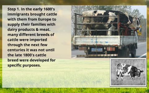 Evolution of the Dairy Industry by Luc Haak on Prezi