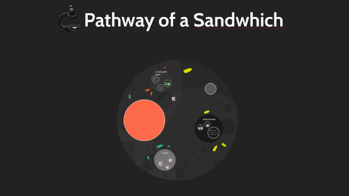 Pathway of a Sandwich by Mykaela Spencer on Prezi