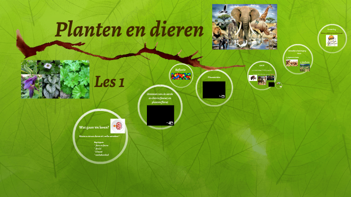 Planten en dieren les 1 by Daniëlle Houtvast on Prezi