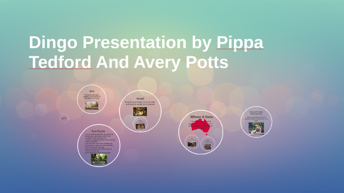 Dingo Presentation by Pippa Tedford And Avery Potts by P Ted on Prezi