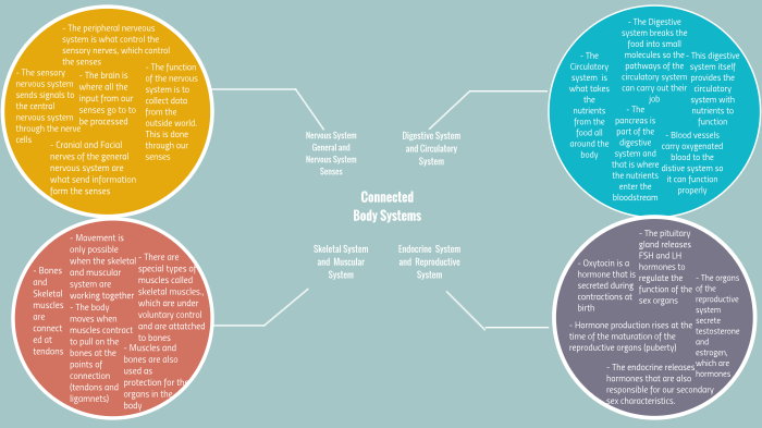 Connected body systems by Megana Duraipandi on Prezi