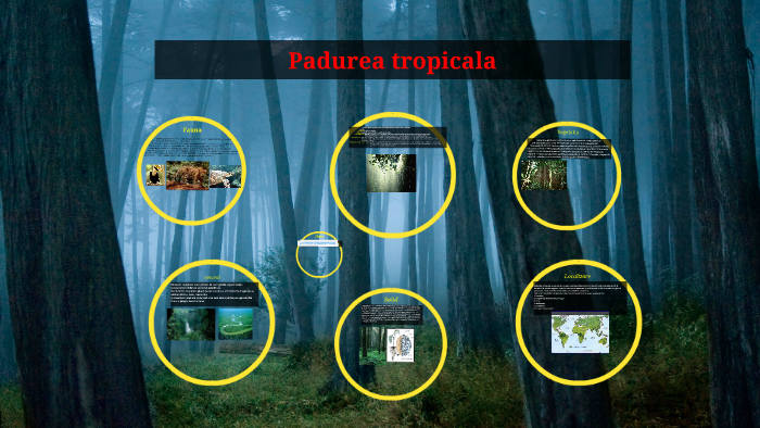 Padurea tropicala by Stefan Moisanu on Prezi