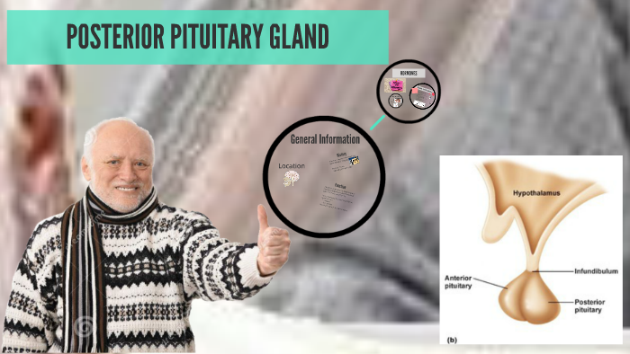 POSTERIOR PITUITARY GLAND by on Prezi