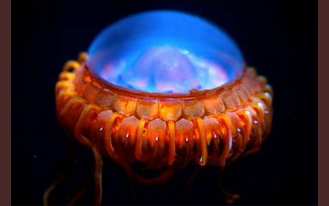 Atolla Wyvillei by Morgan Martinez on Prezi