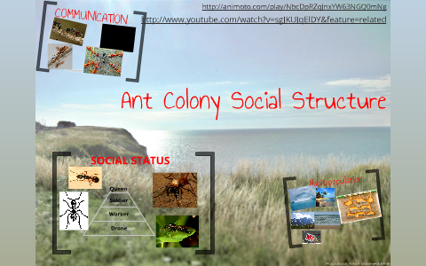 Ant Colony social structure by Tyler Brenenman on Prezi