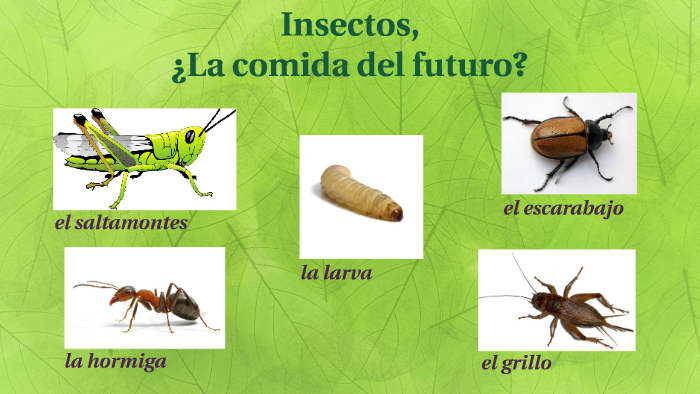 Insectos, ¿La comida del futuro? by Maja Walter on Prezi