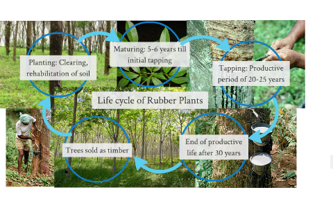 Rubber Plants Life Cycle by Suduboo Mahinda on Prezi