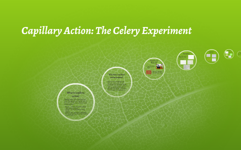Capillary Action: The Celery Experiment by Delinda Nguyen on Prezi