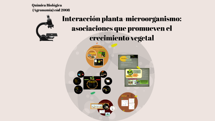 Interacción Planta Microorganismo By Melina Talano On Prezi